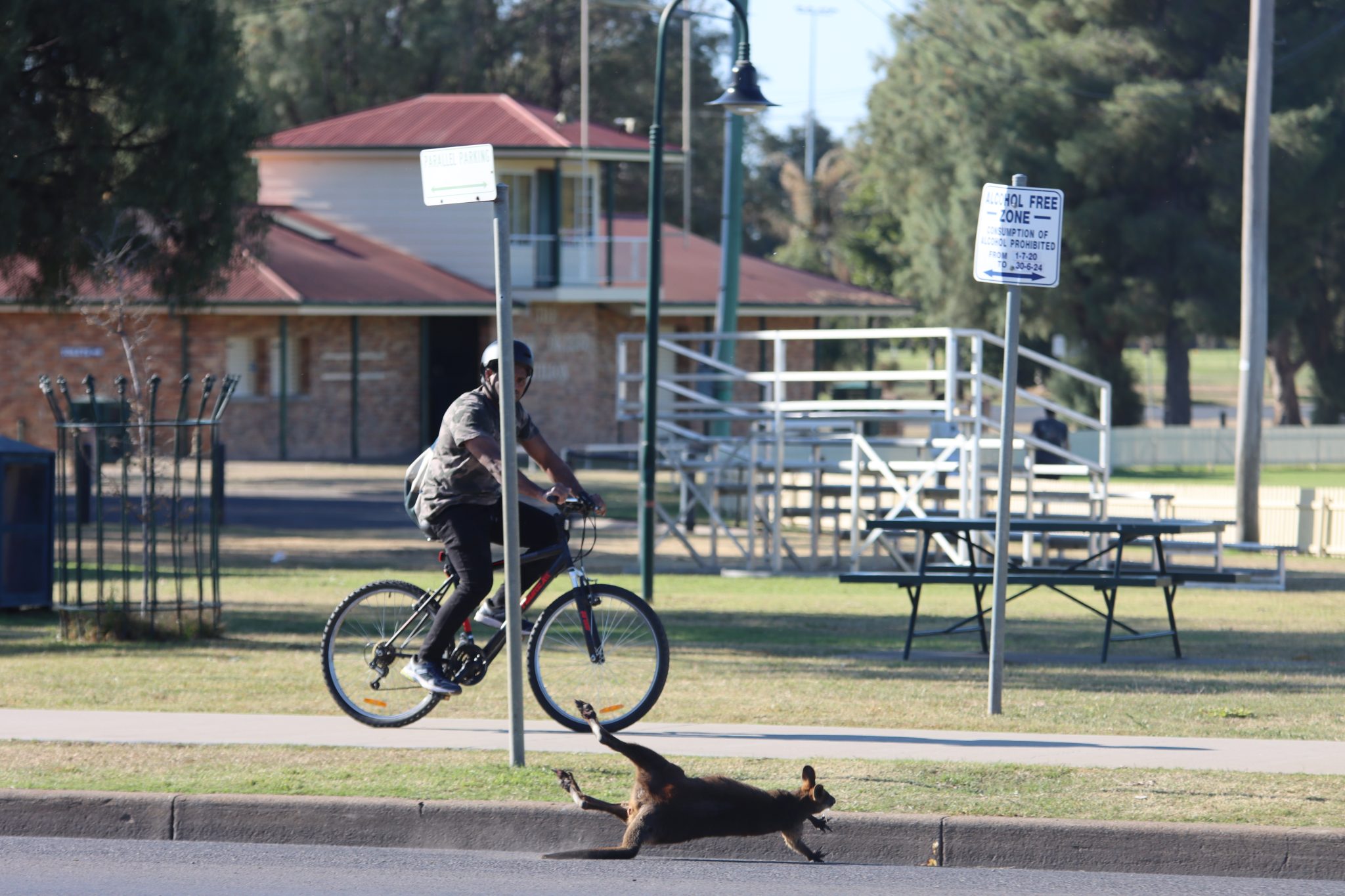 Skippy finds his feet after town centre excursion - Gunnedah Times