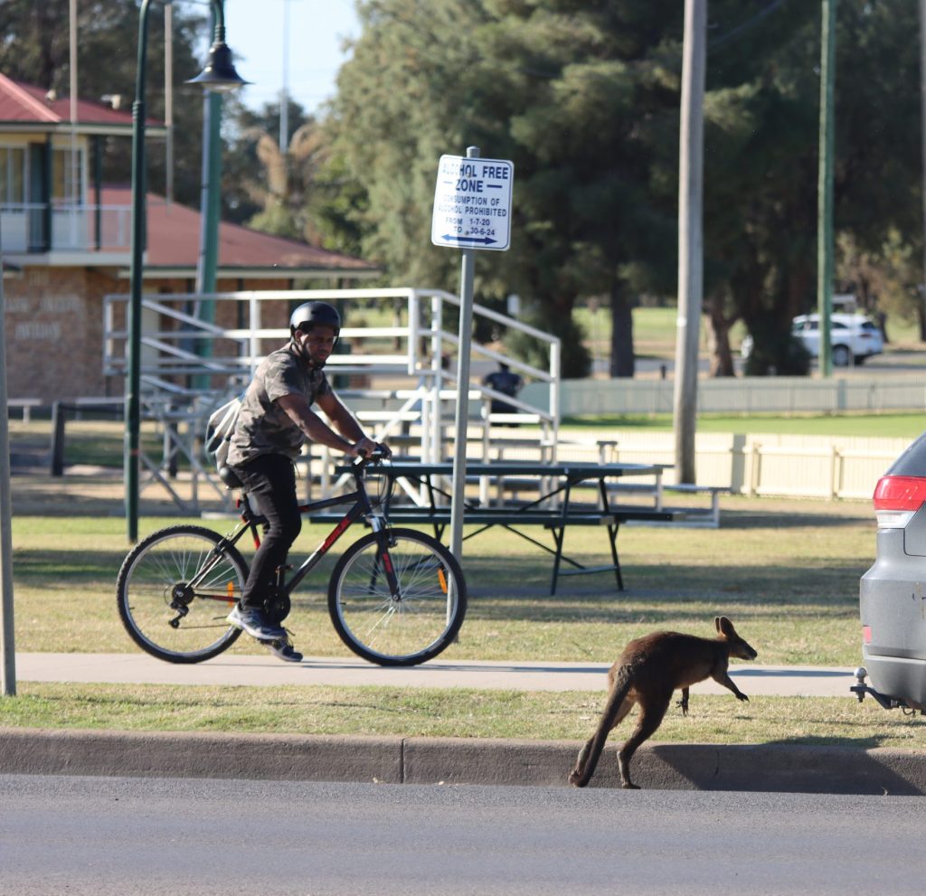 Skippy finds his feet after town centre excursion - Gunnedah Times