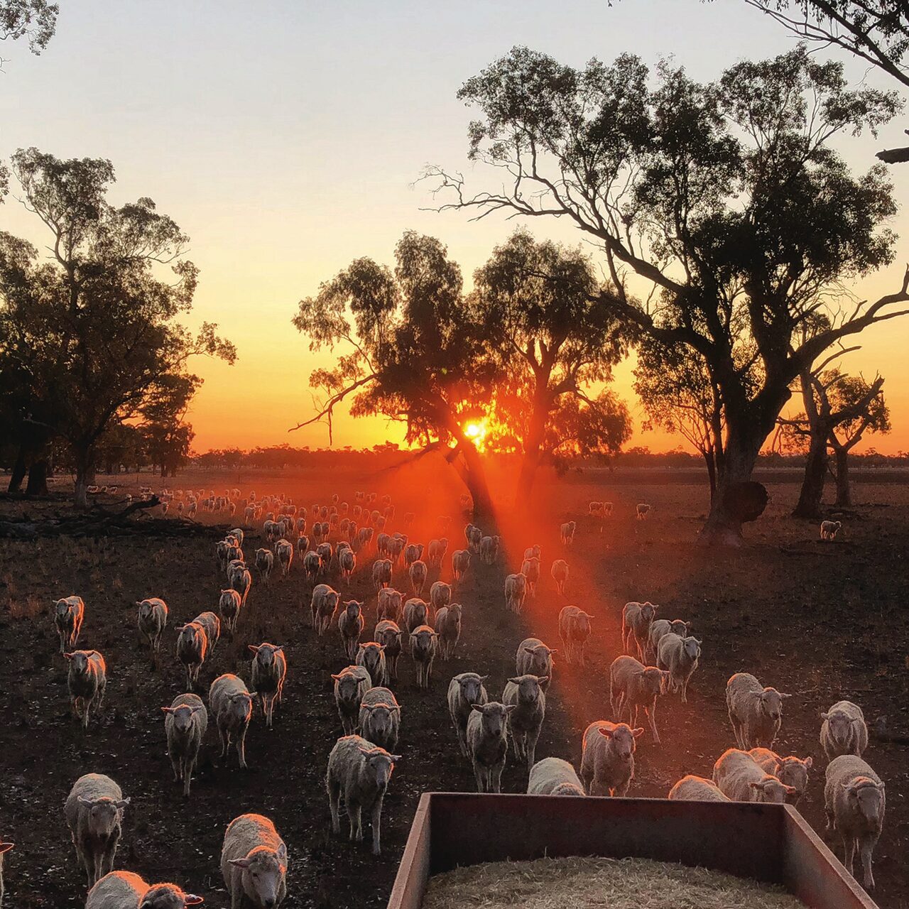 Drought Resilience Plan continues for Gunnedah shire - Gunnedah Times
