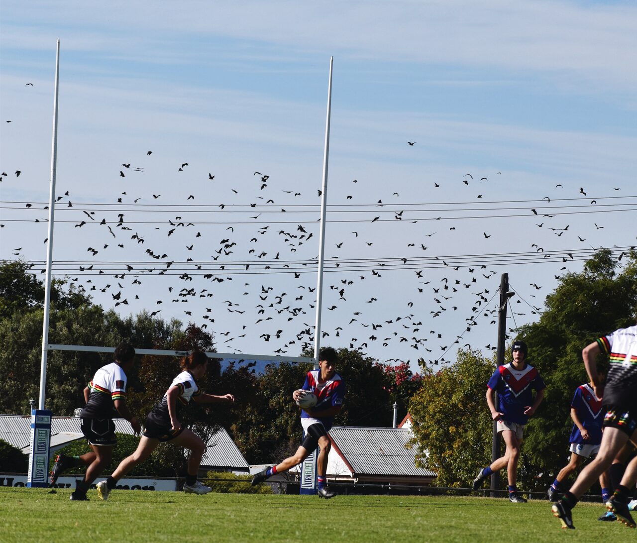 More bat activity likely with warmer weather - Gunnedah Times