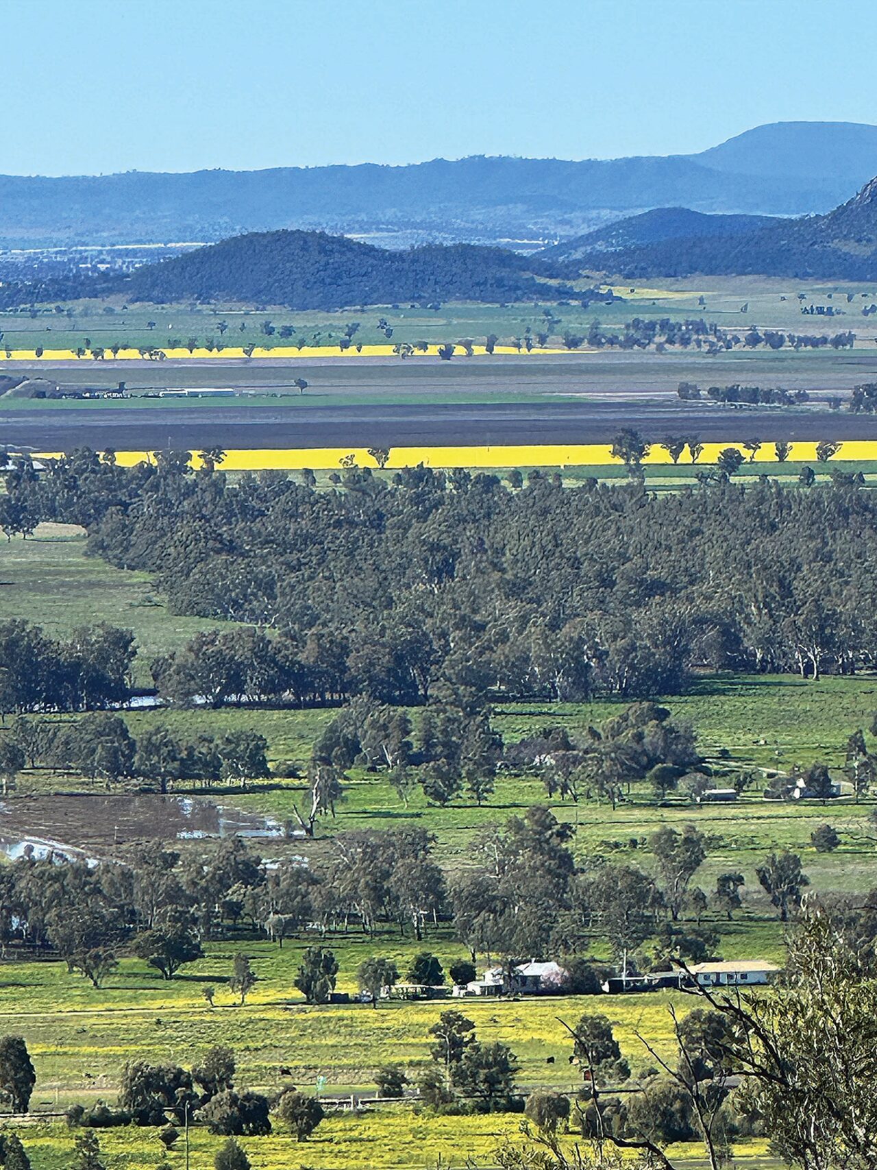 Region's canola crops show promise - Gunnedah Times