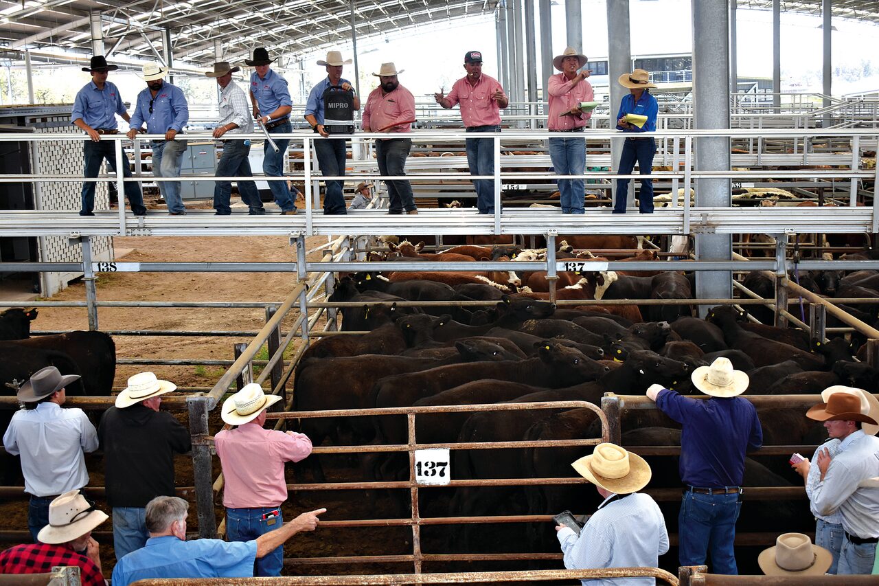 Livestock numbers ease to 5850 at this week’s sale - Gunnedah Times